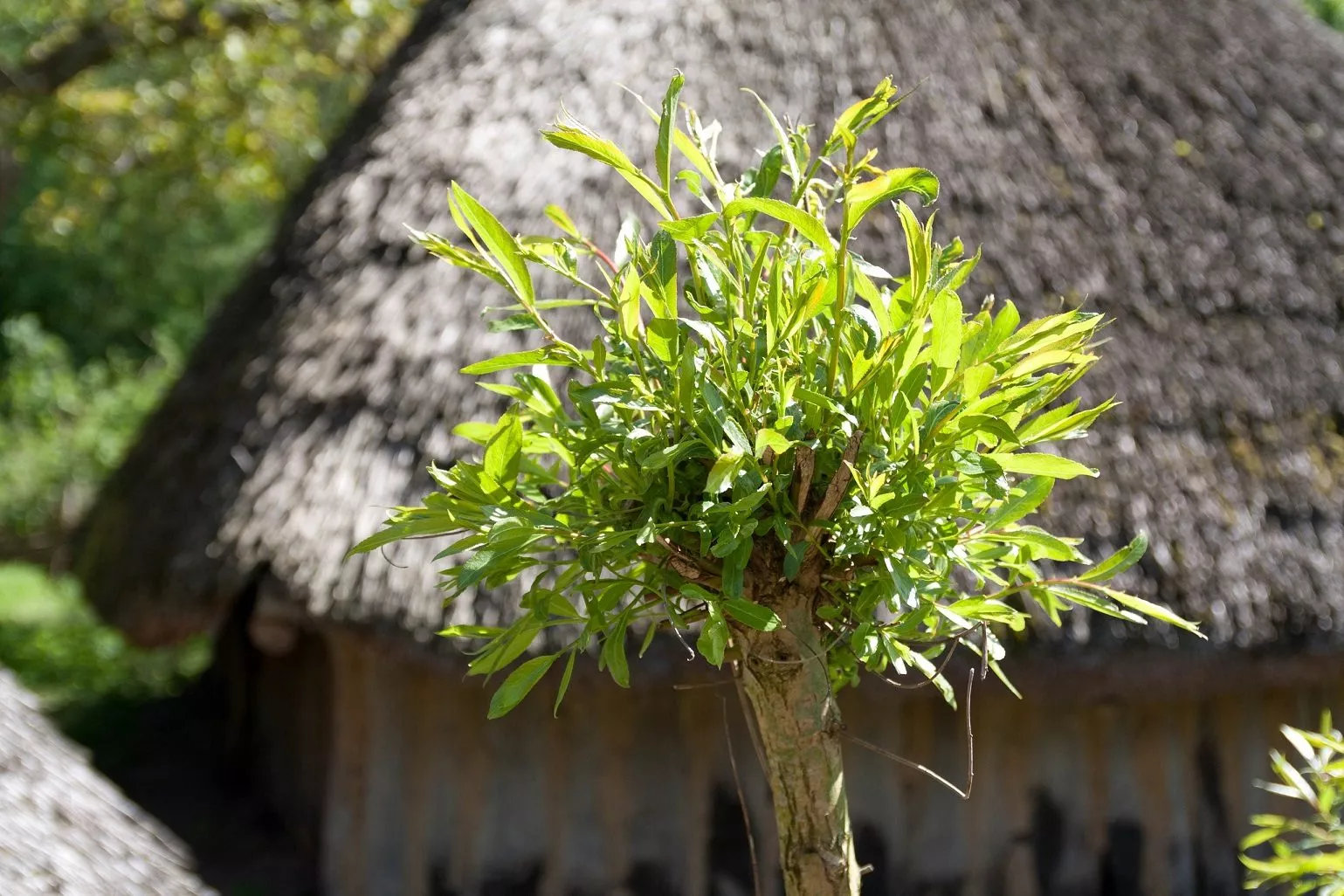 Die Weide, ein Allroundtalent | Stadtmuseum Berlin